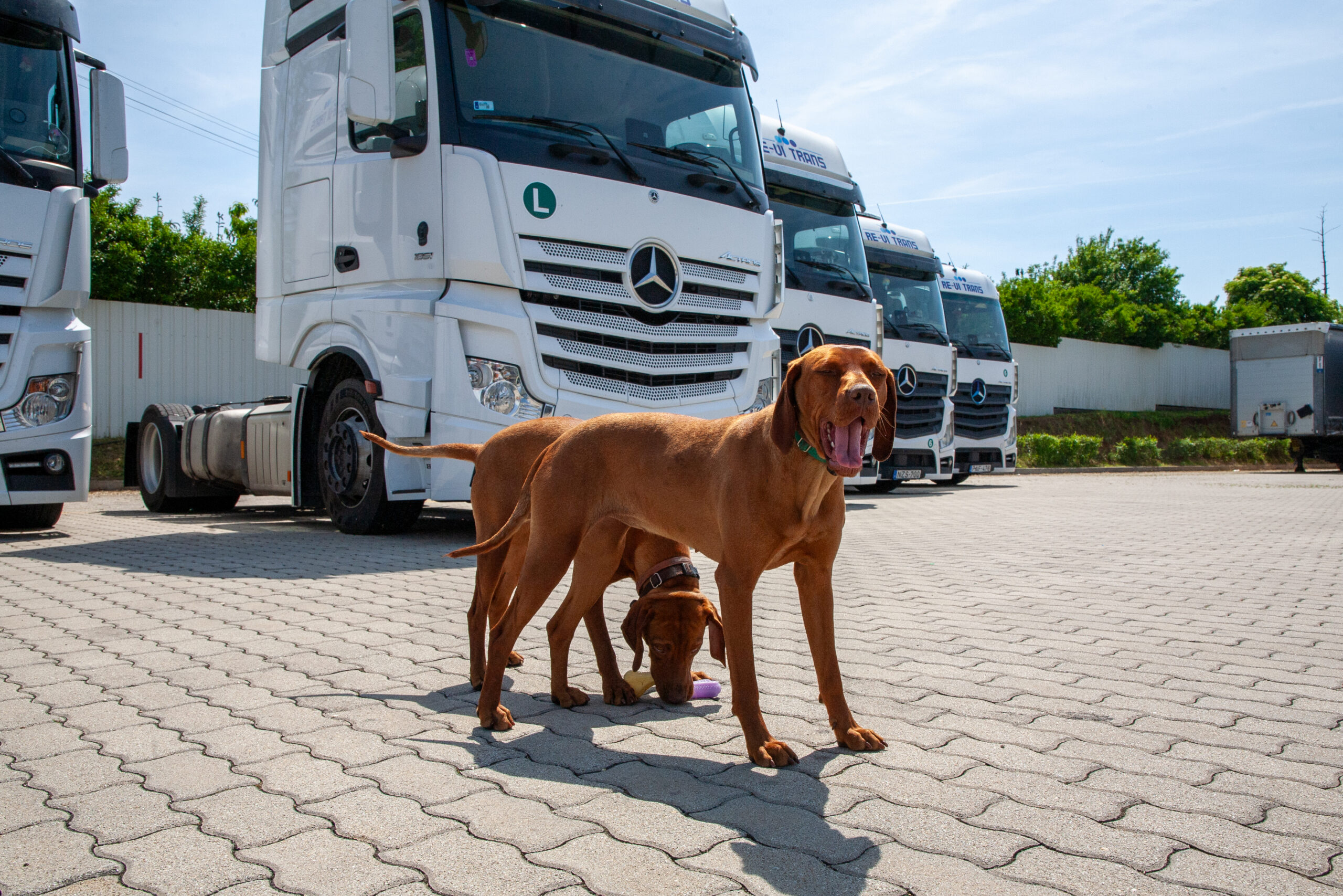 Home - Re-Vi Trans EN